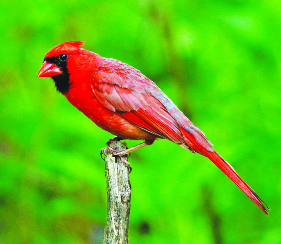 Tips to keep birds safe from flying into windows | News, Sports, Jobs ...